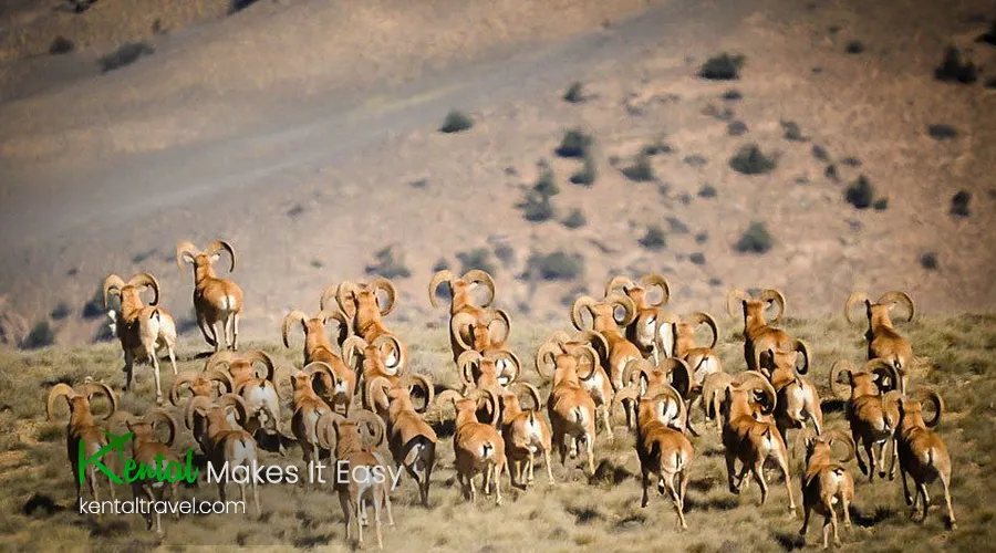 Things to Do in Iran | 10 + 3 Top Activities in IRAN